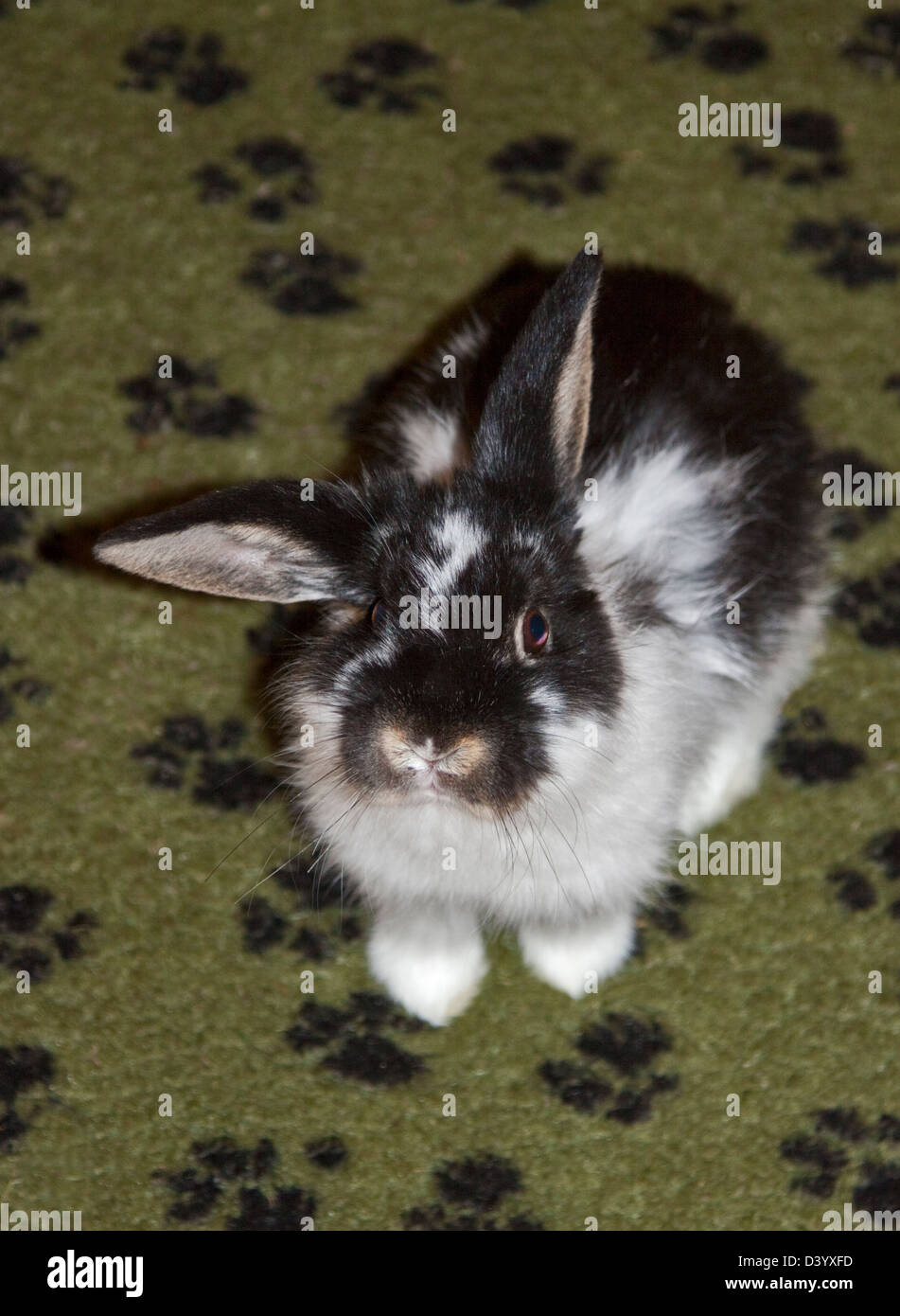Dwarf Lop Rabbit juvenile male Stock Photo - Alamy