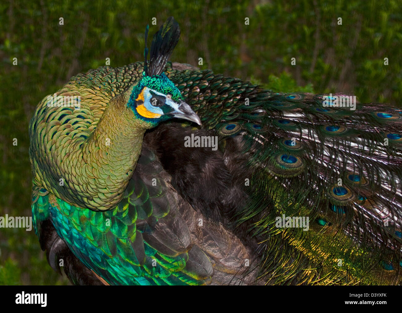 Green Peafowl (pavo muticus) male Stock Photo - Alamy