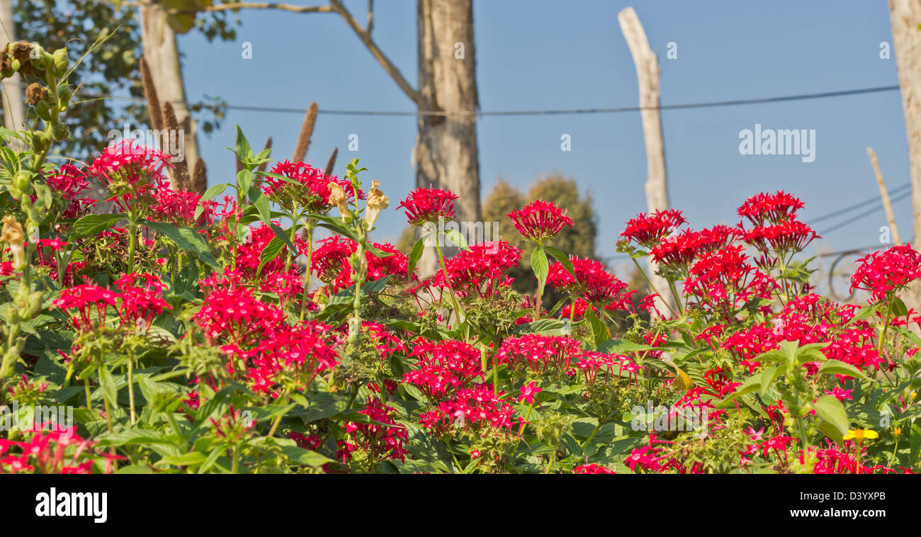 Star cluster hi-res stock photography and images - Alamy