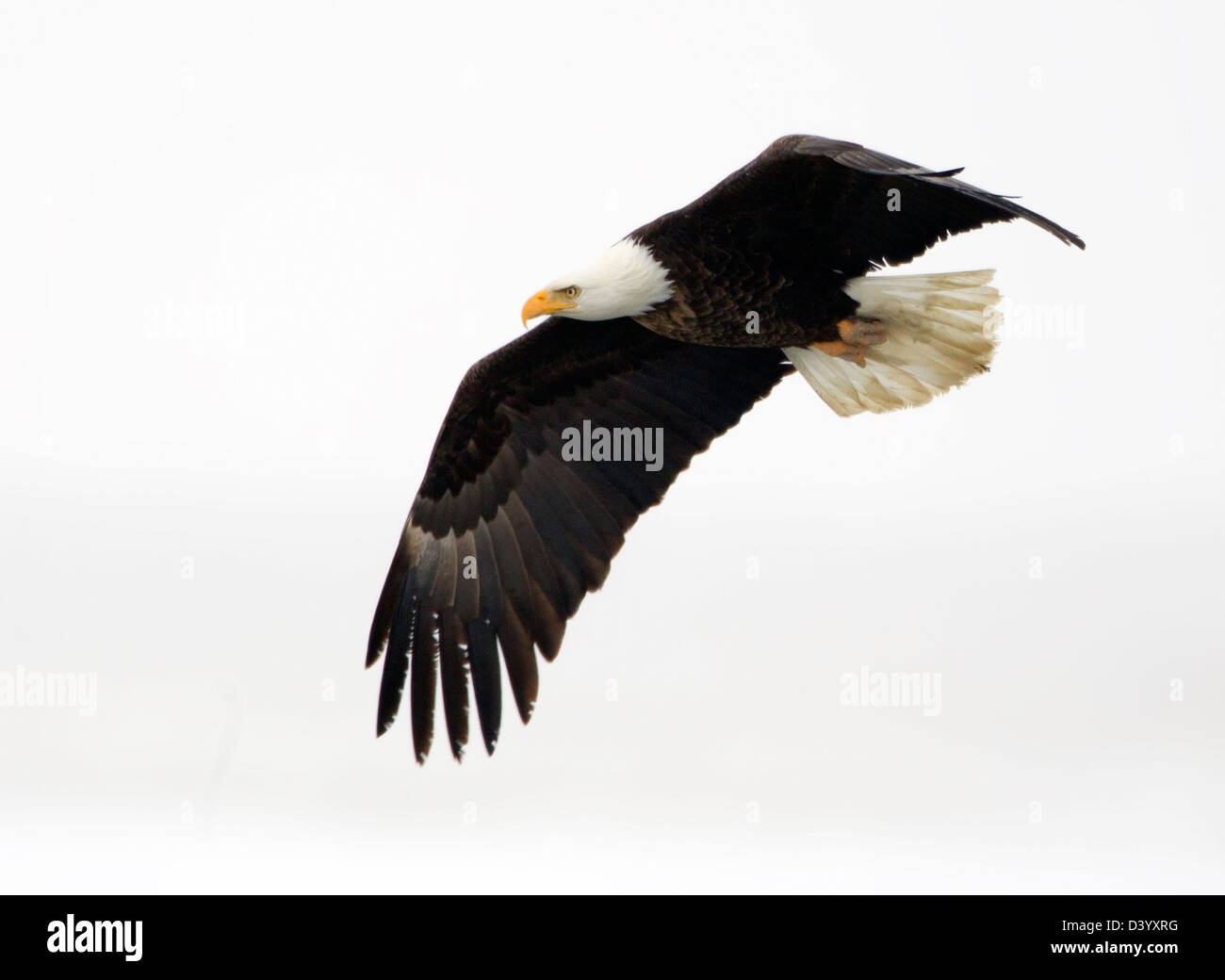 Bald eagle snow hi-res stock photography and images - Alamy