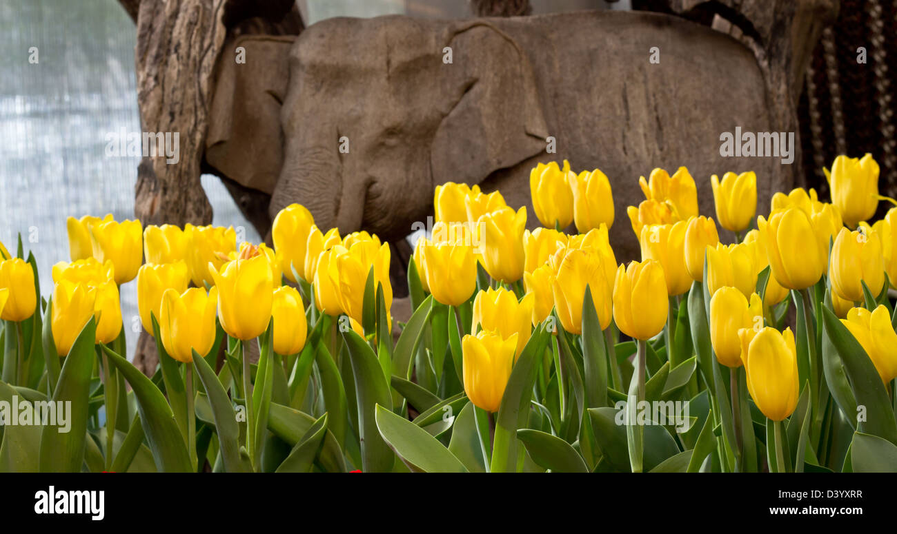 Yellow Tulips' Plantation in the Botanic Garden Stock Photo - Alamy