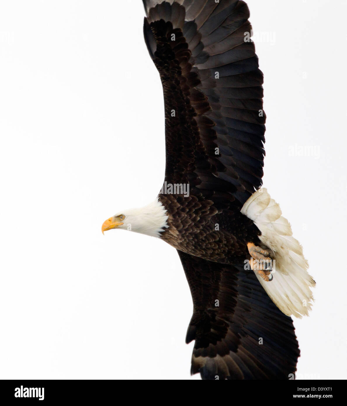 Bald Eagle in Flight Stock Photo - Alamy