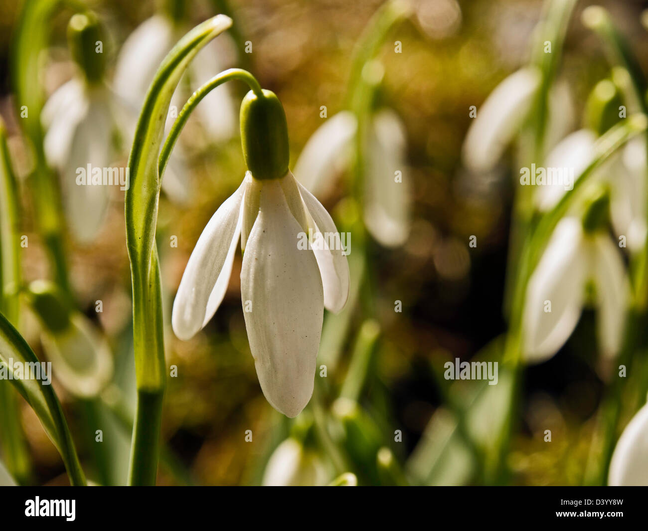 snowdrops in spring, Worden Park, Leyland Stock Photo - Alamy