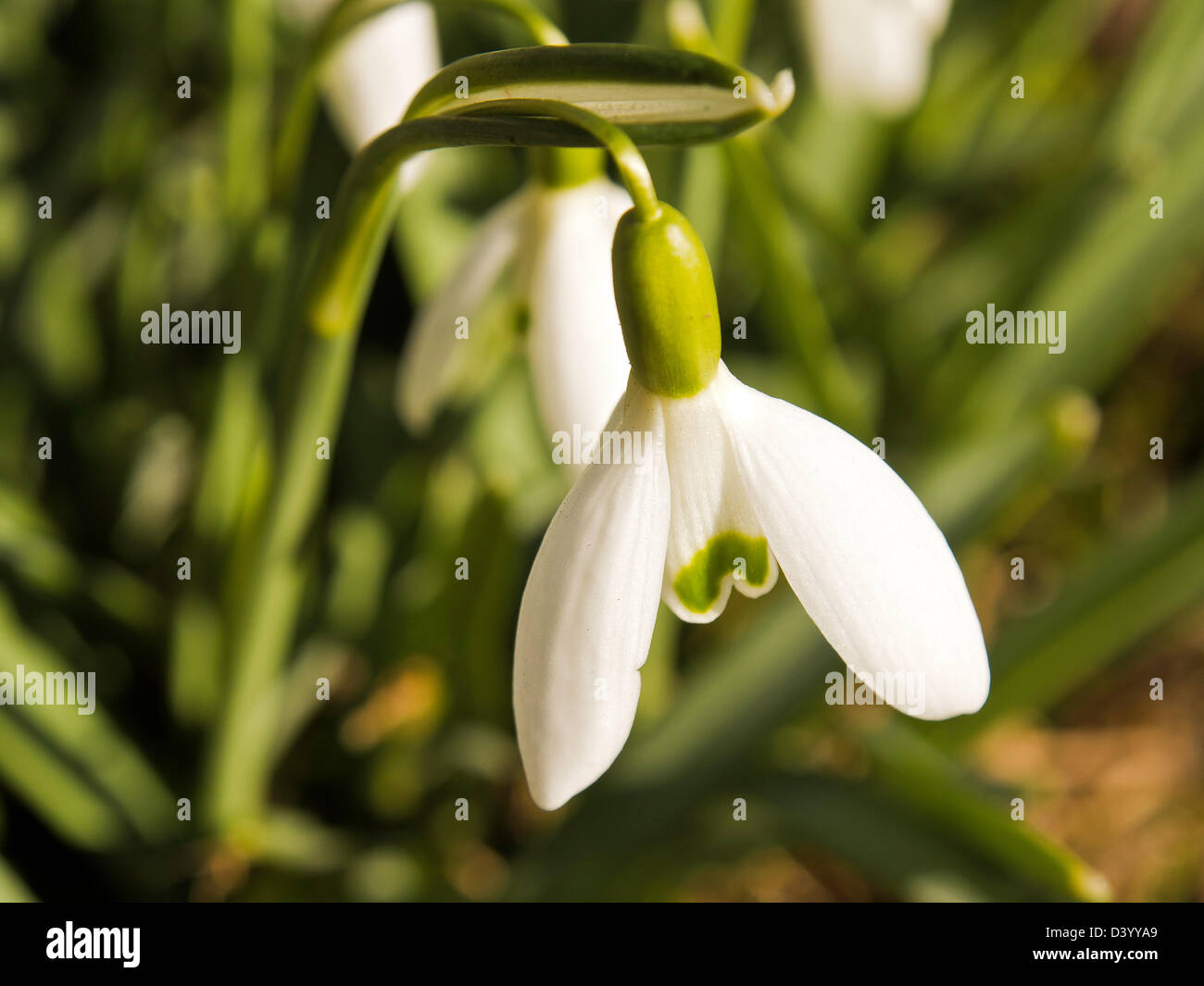 The image of spring hi-res stock photography and images - Alamy