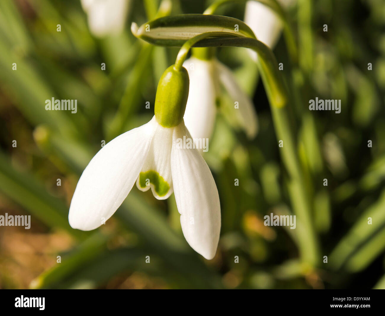 The image of spring hi-res stock photography and images - Alamy