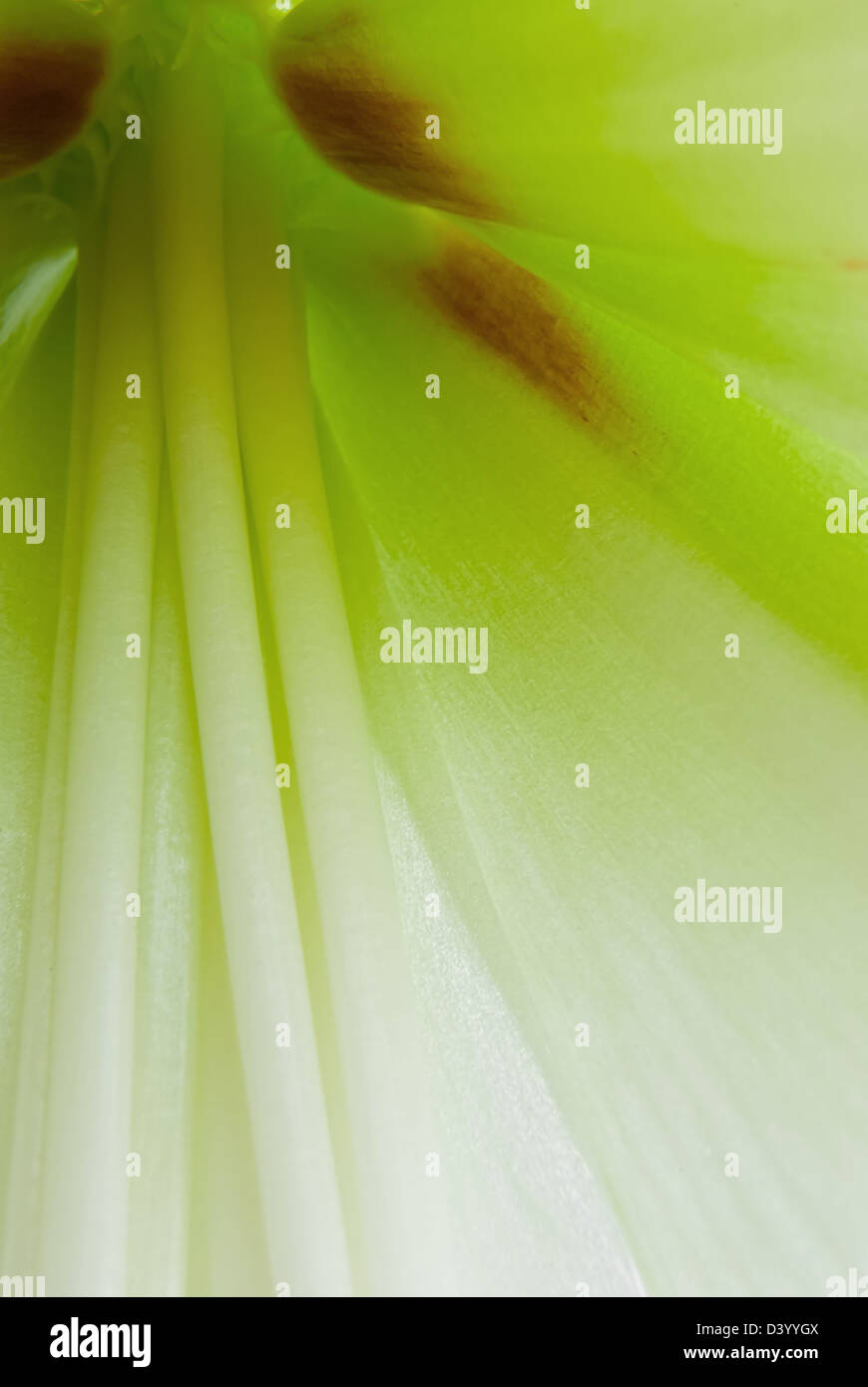 Inside a flower texture hi-res stock photography and images - Alamy