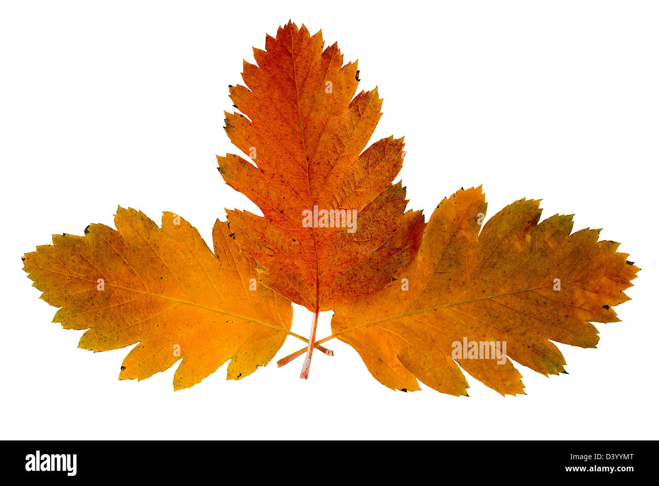 Three leaf of a rowan-tree are photographed on the white background ...