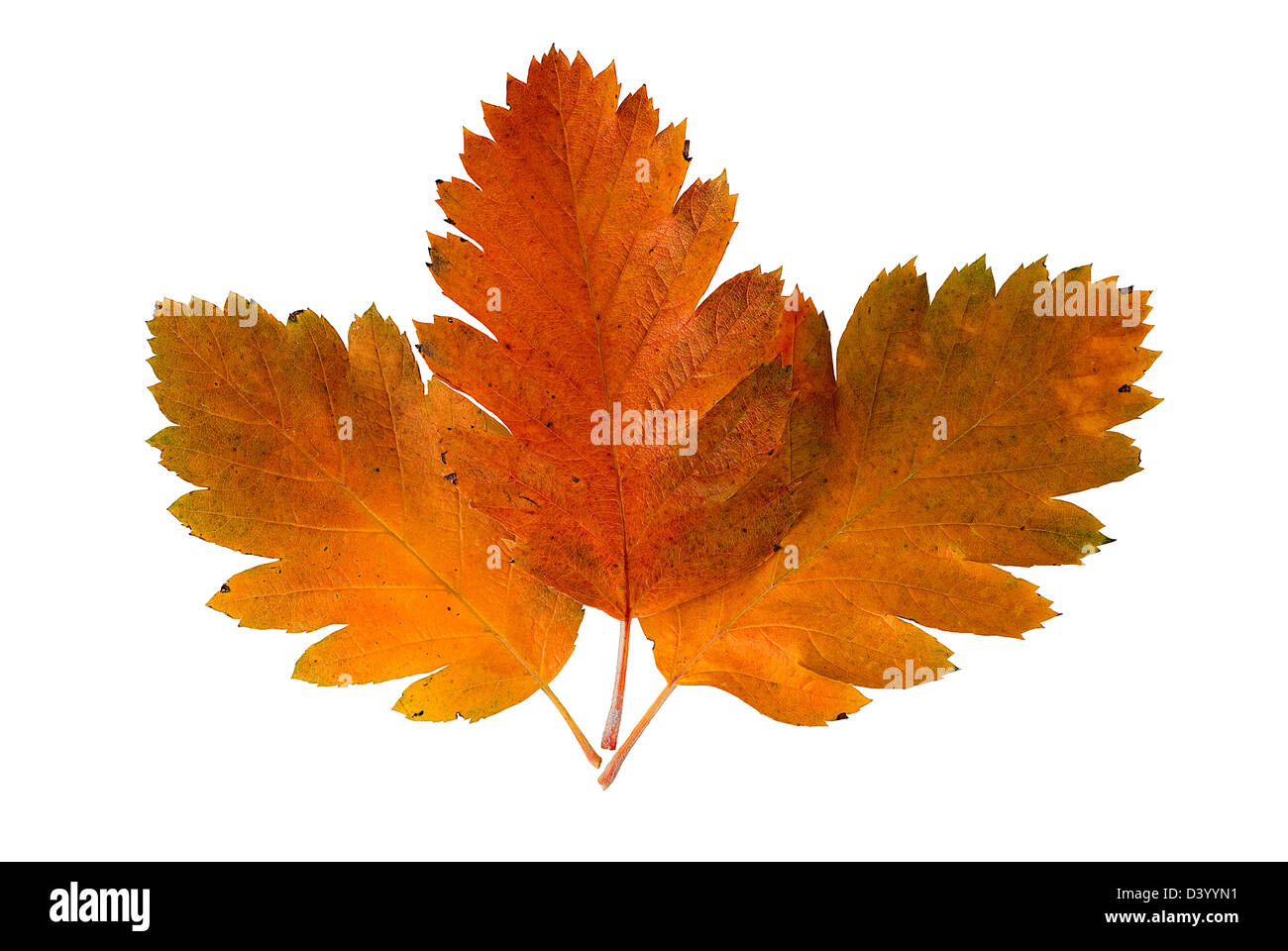 Three leaf of a rowan-tree are photographed on the white background ...