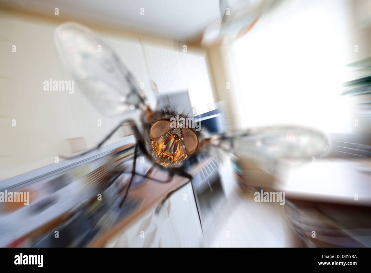 Housefly flying hi-res stock photography and images - Alamy