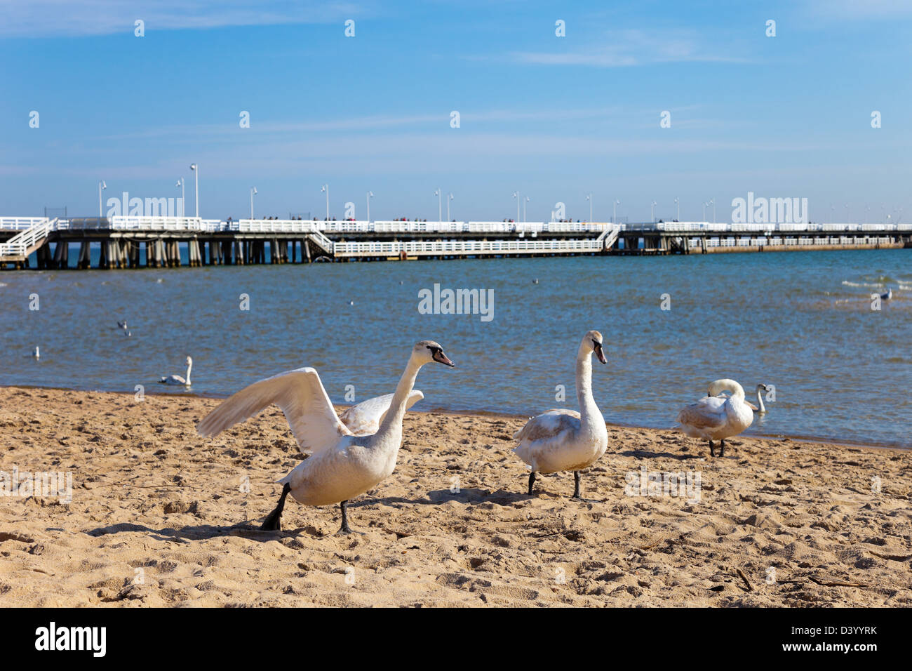 The beach in Sopot and swans, Poland Stock Photo - Alamy