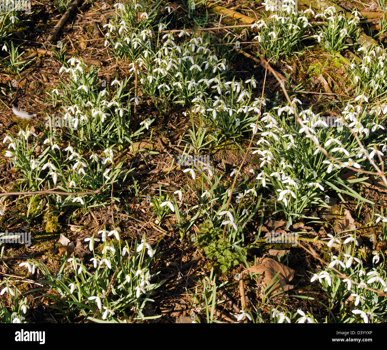 Snowdrops growing in local woodland Stock Photo - Alamy