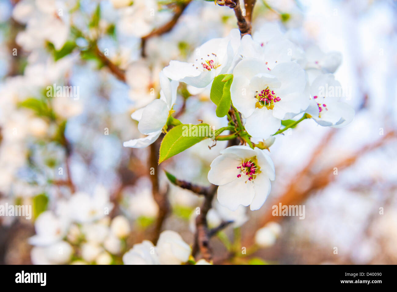 Beautiful sunshine on flowers hi-res stock photography and images - Alamy