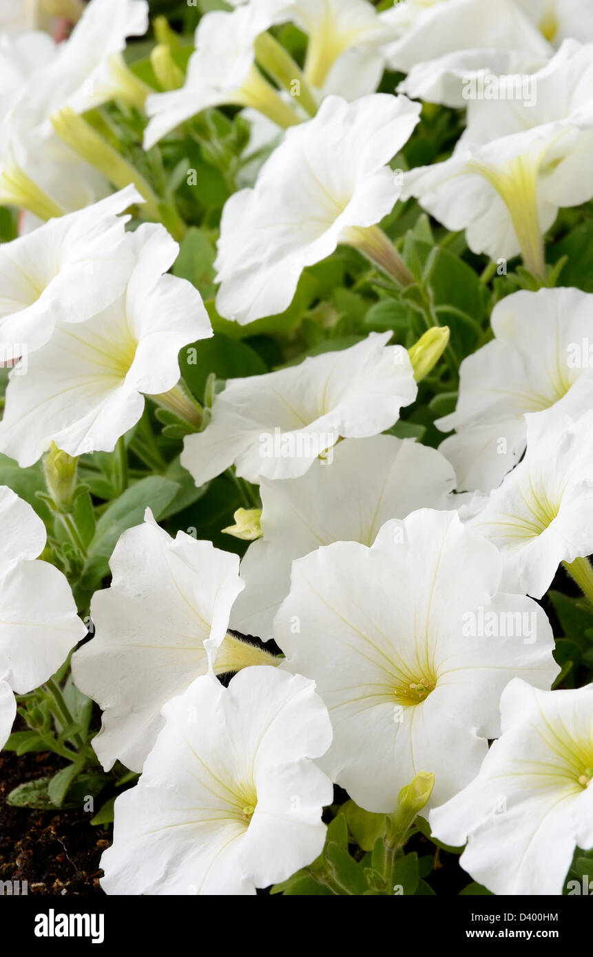 Close-up flowers of white petunias Stock Photo - Alamy