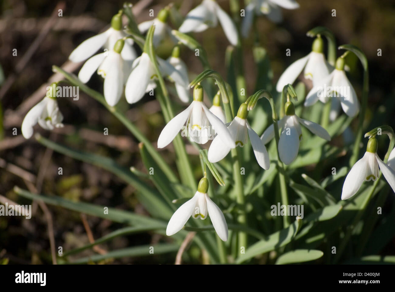 Drops of snow hi-res stock photography and images - Alamy