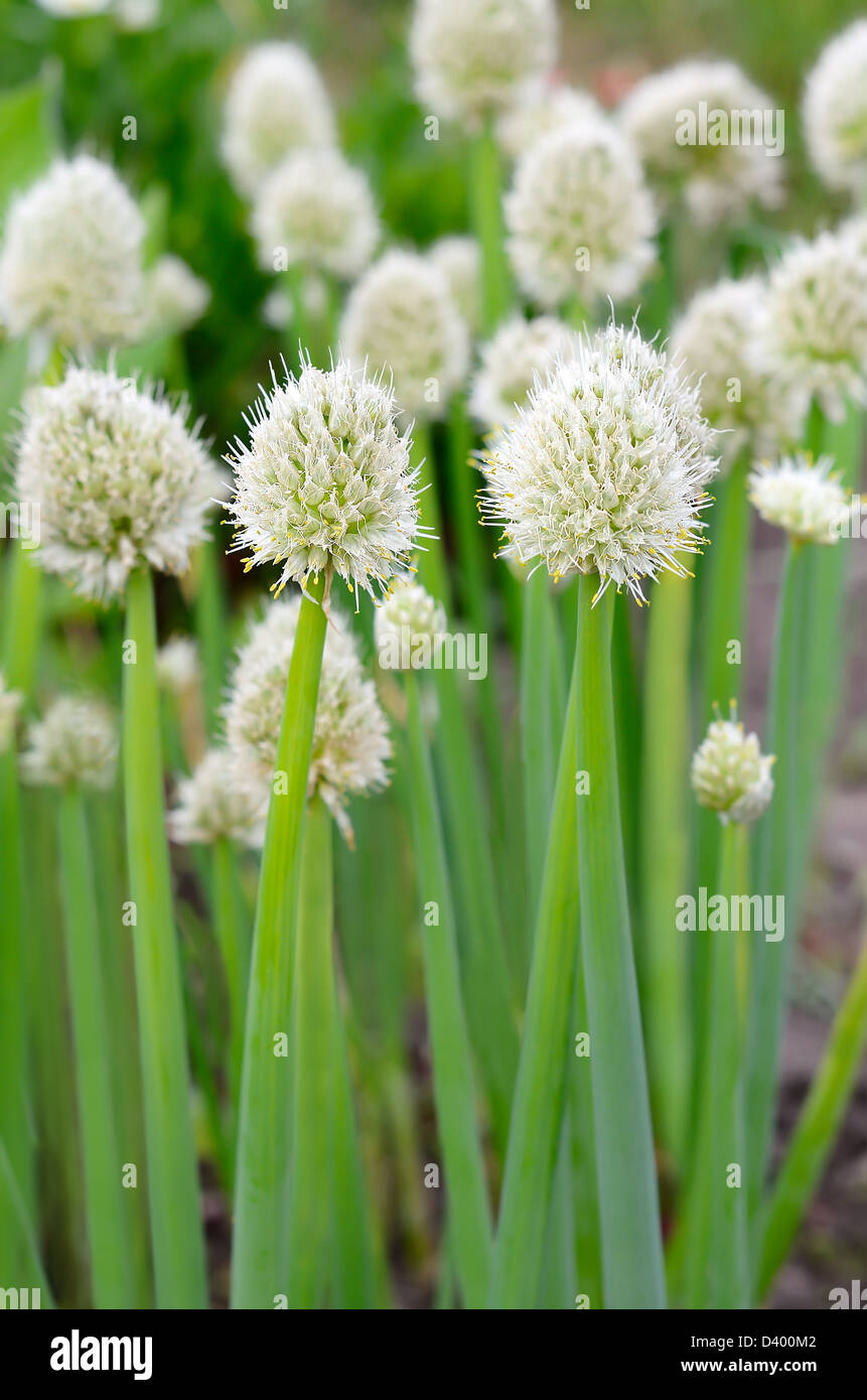 Close up of the flowers of onion in vegetable garden Stock Photo - Alamy