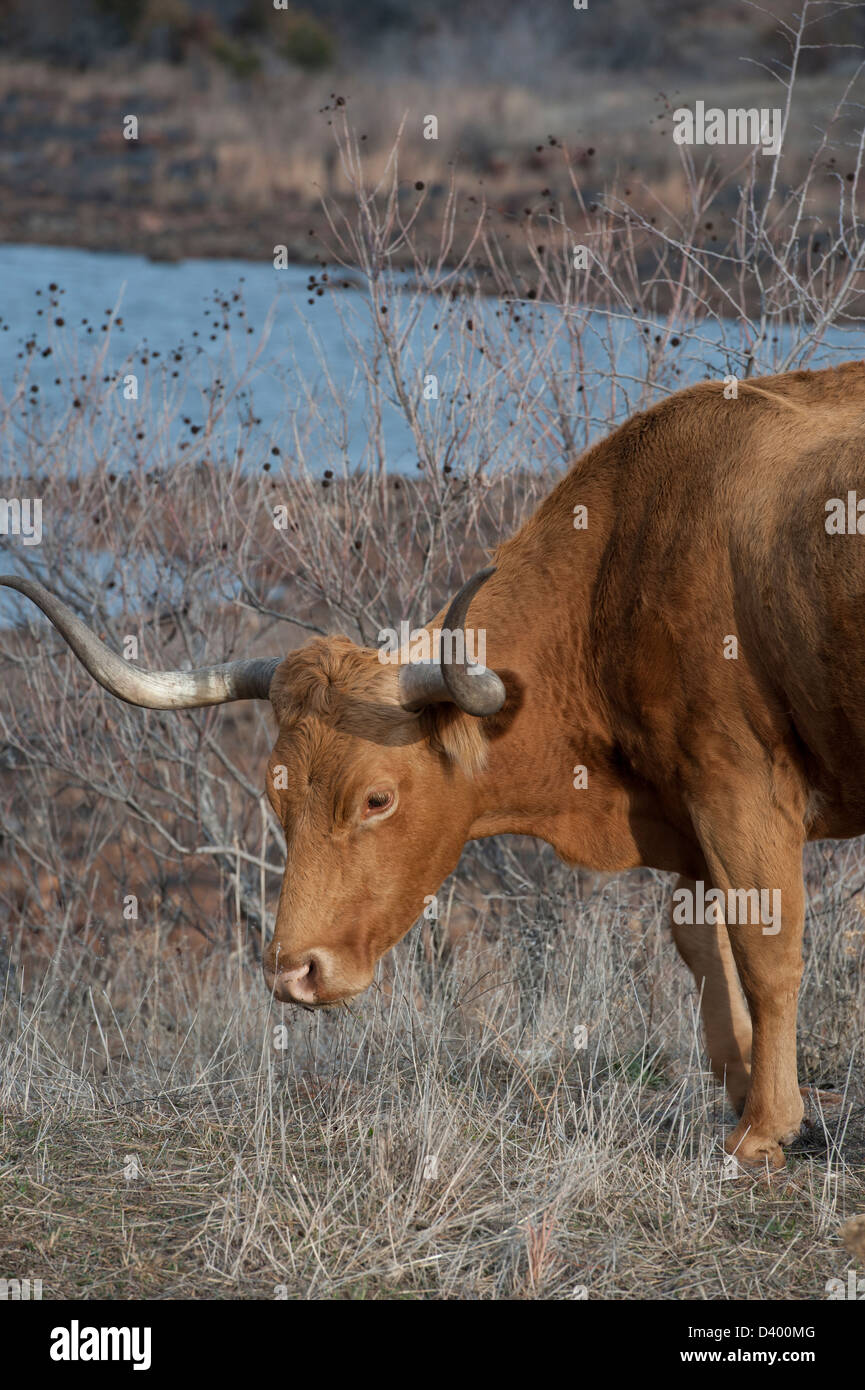 Longhorn wildlife refuge hi-res stock photography and images - Alamy