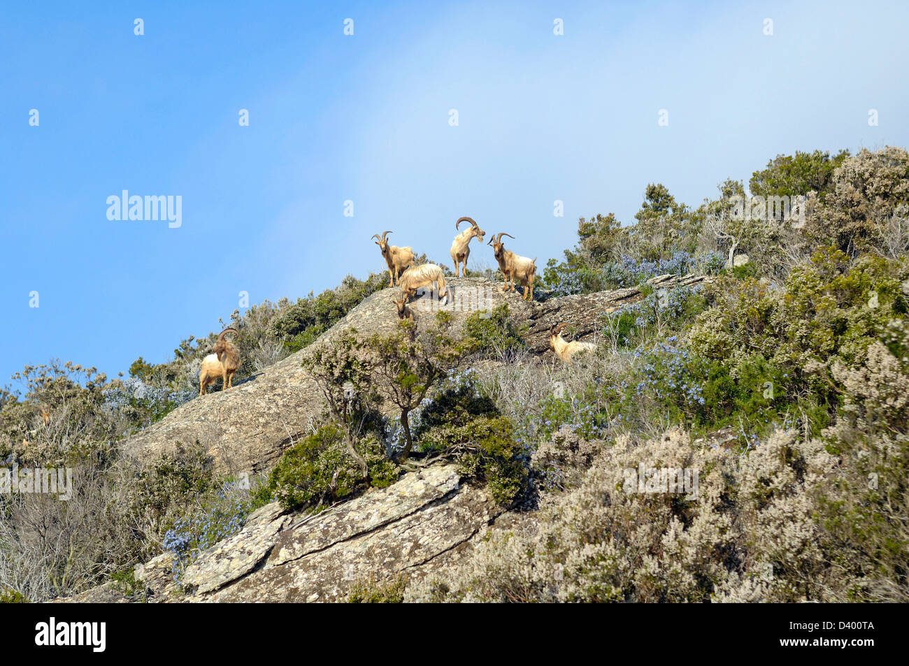 Italy Montecristo Island Goat of Montecristo Capra aegagrus hircus ...