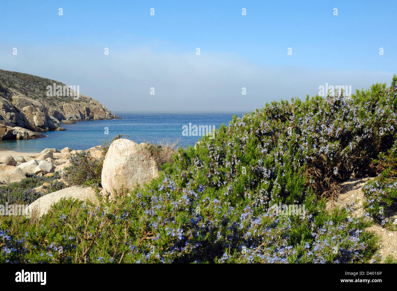 Sea rosemary tuscany hi-res stock photography and images - Alamy