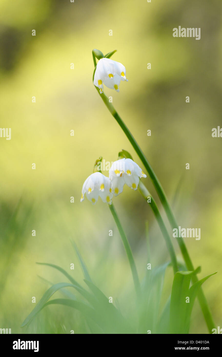 Summer snowflake close up Stock Photo - Alamy