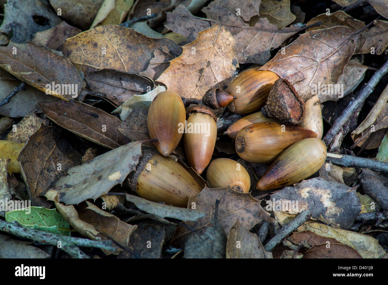 Coast live oak acorns Stock Photo - Alamy