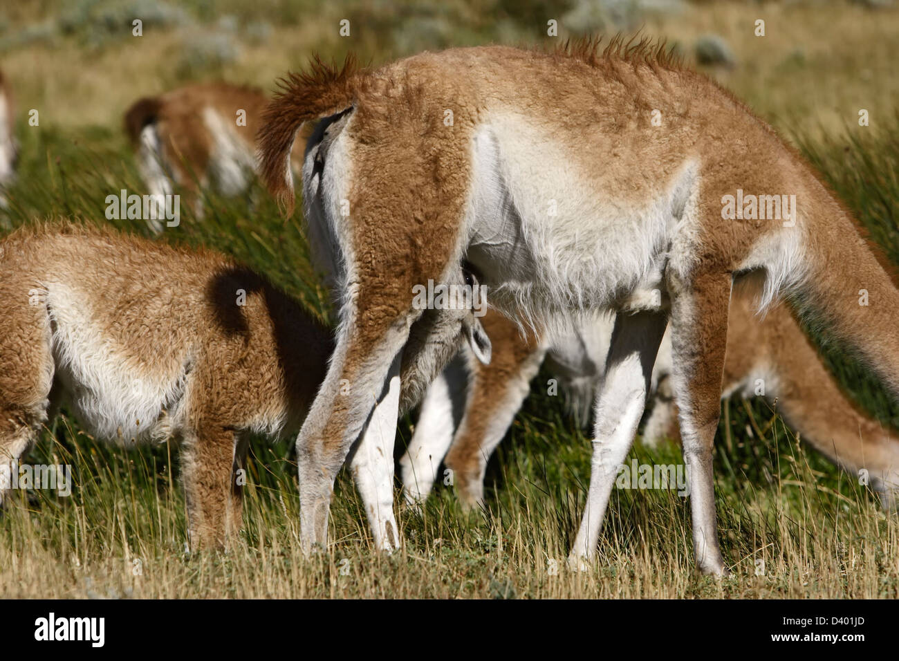 Female and baby guanaco ("chulengo"), Torres del Paine National Park ...