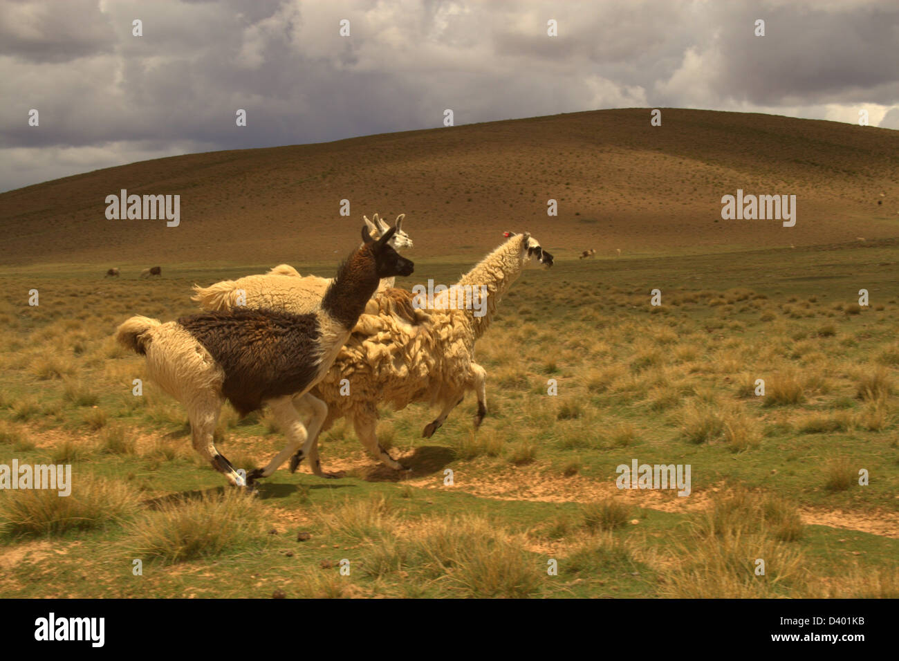 Three lamas hi-res stock photography and images - Alamy