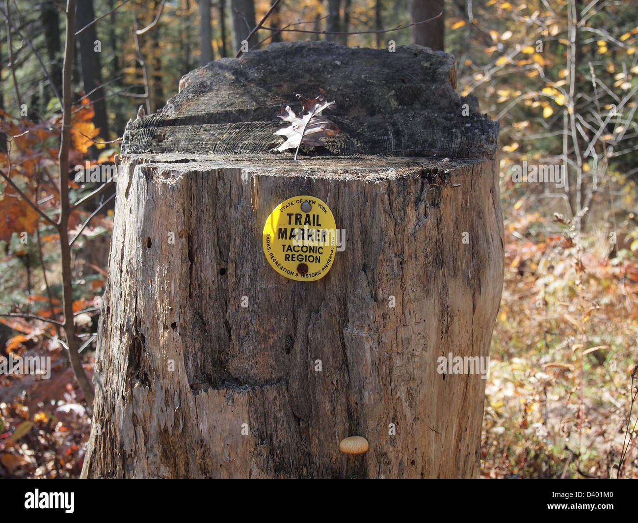 Trail marker nailed to tree stump at Fahnestock State Park, New York ...