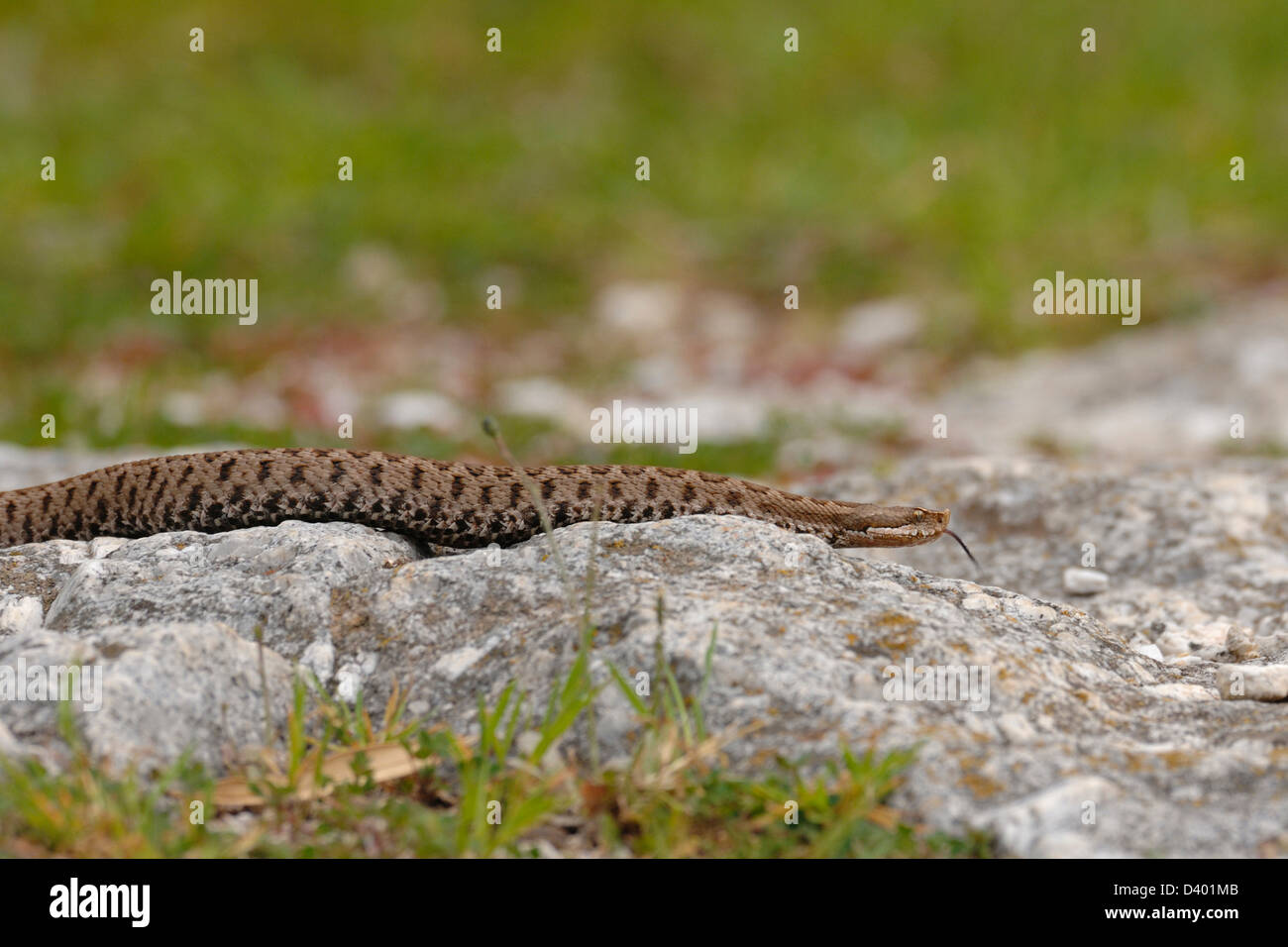 Italy Tuscany Montecristo Island viper Vipera aspis hugyi Tuscan ...