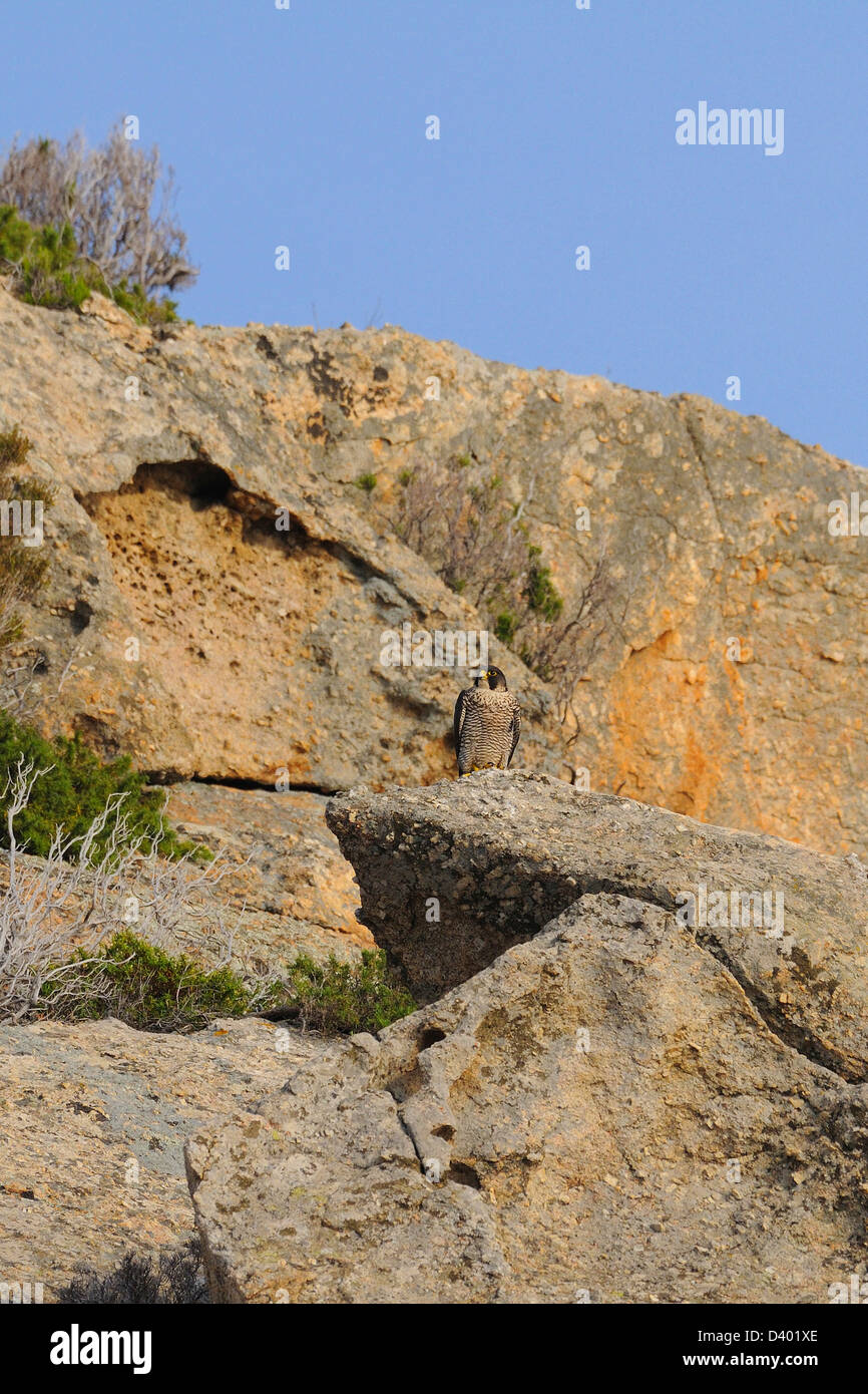 Italy Tuscany Arcipelago Toscano Montecristo Island Peregrine Falcon ...
