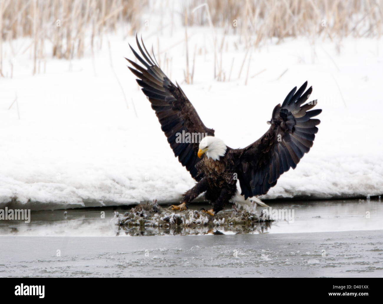 Bald eagle national hi-res stock photography and images - Alamy