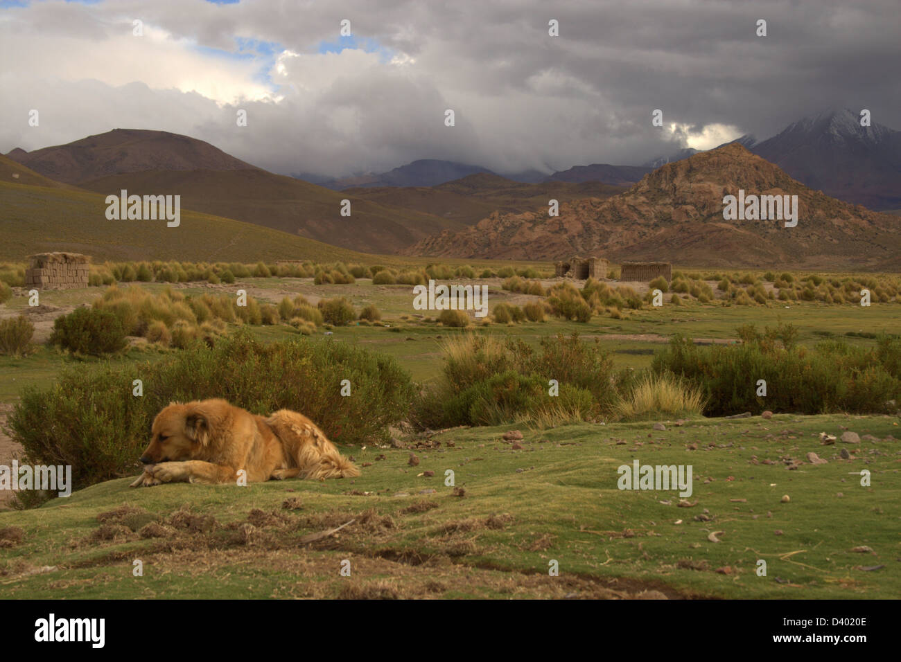 Bolivian Dogs Dinner Stock Photo - Alamy