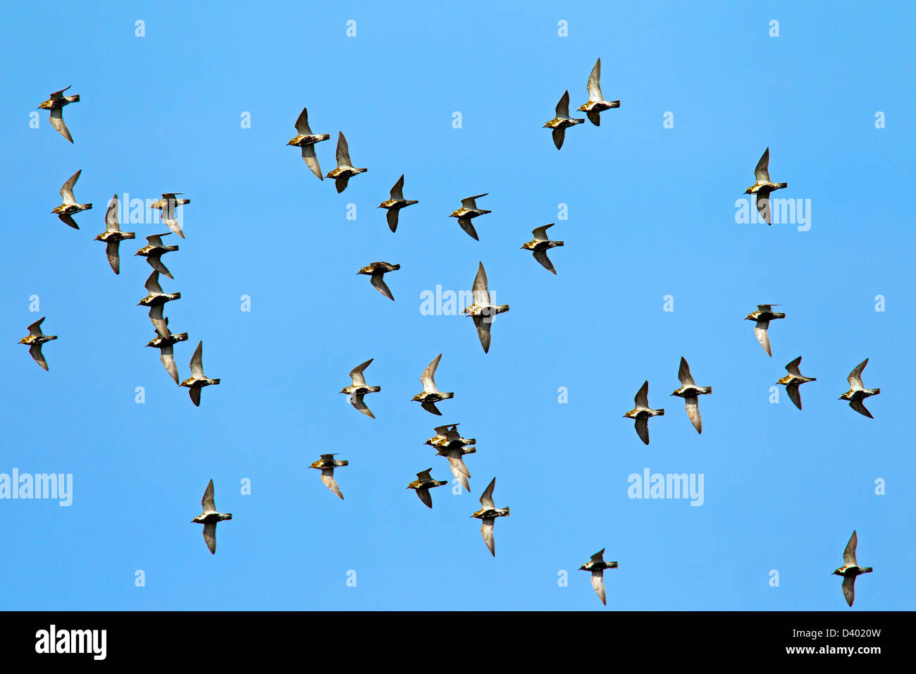 Golden plovers flying uk hi-res stock photography and images - Alamy