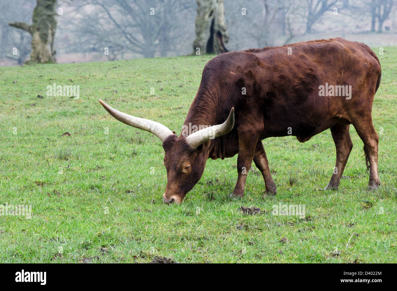Ankole cattle africa hi-res stock photography and images - Alamy