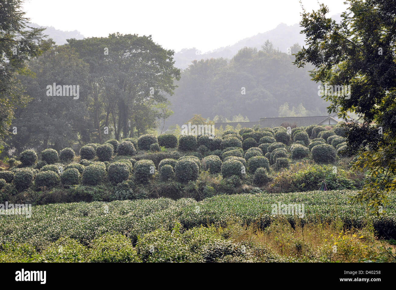 Longjing tead fields in Hangzhou near Shanghai, China Stock Photo - Alamy