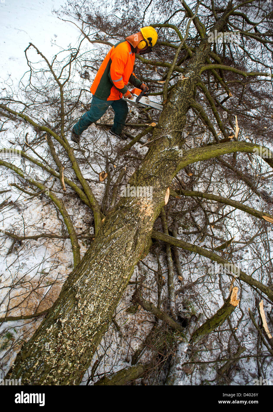 A woodsman works on an alder tree he had cut down previously with a ...