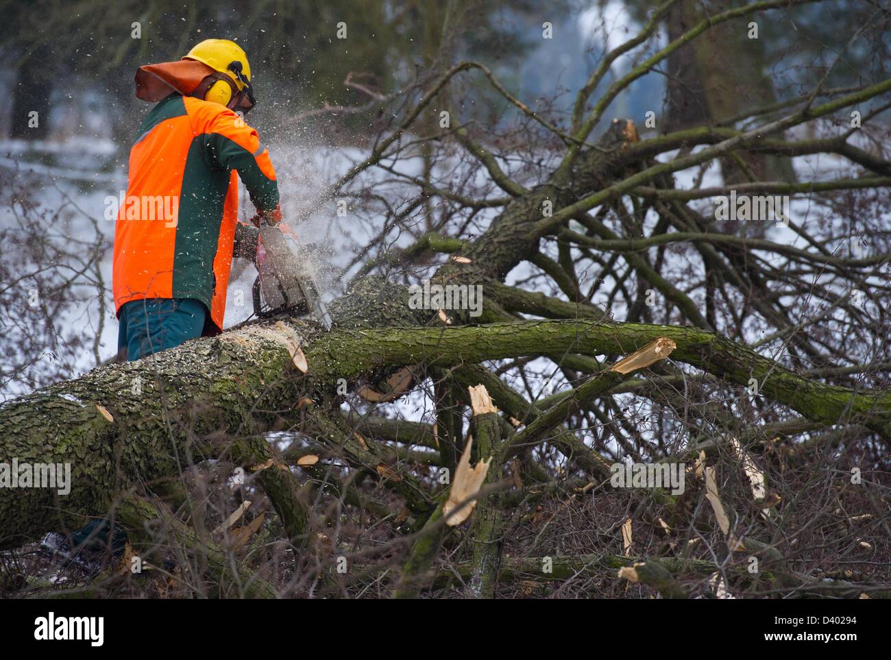 A woodsman works on an alder tree he had cut down previously with a ...