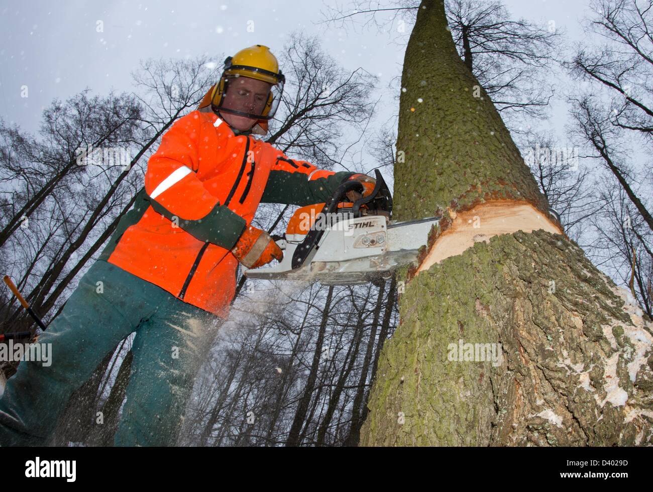 A woodsman cuts down an alder tree with a chainsaw near Frankfurt Oder ...