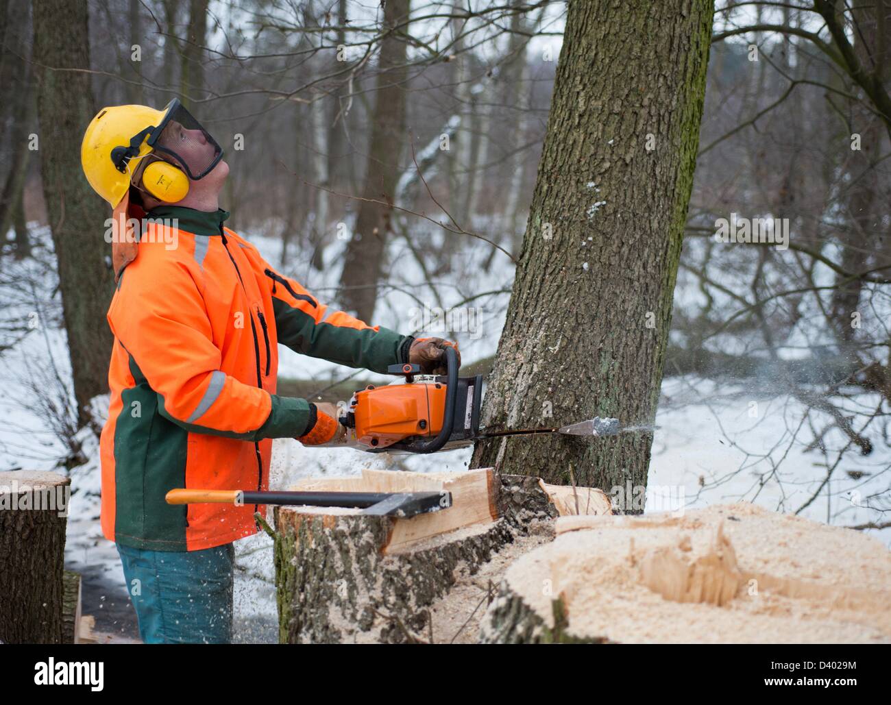 A woodsman cuts down an alder tree with a chainsaw near Frankfurt Oder ...
