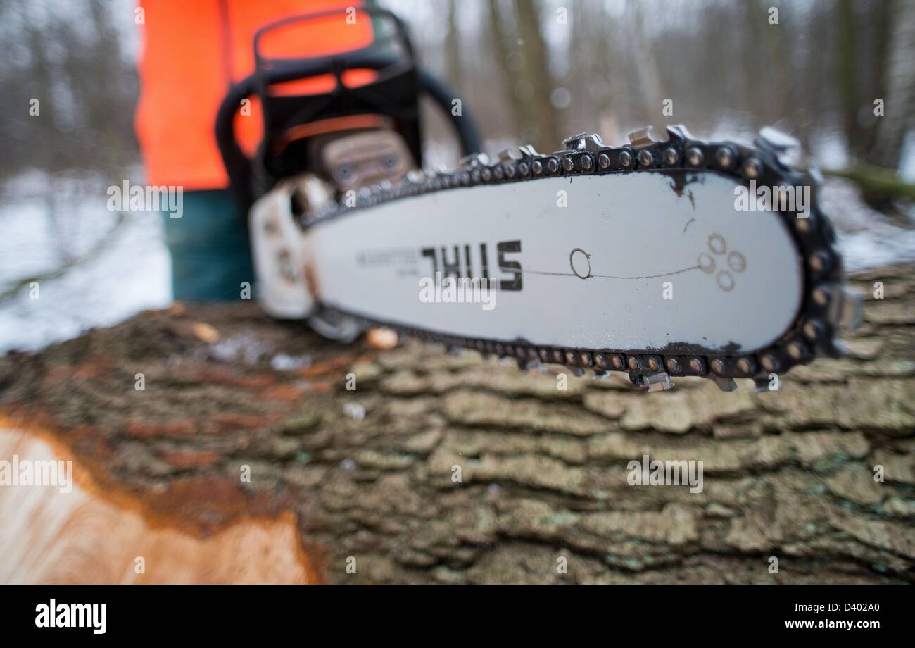 A chainsaw stands on a freshly cut alder tree log near Frankfurt Oder ...