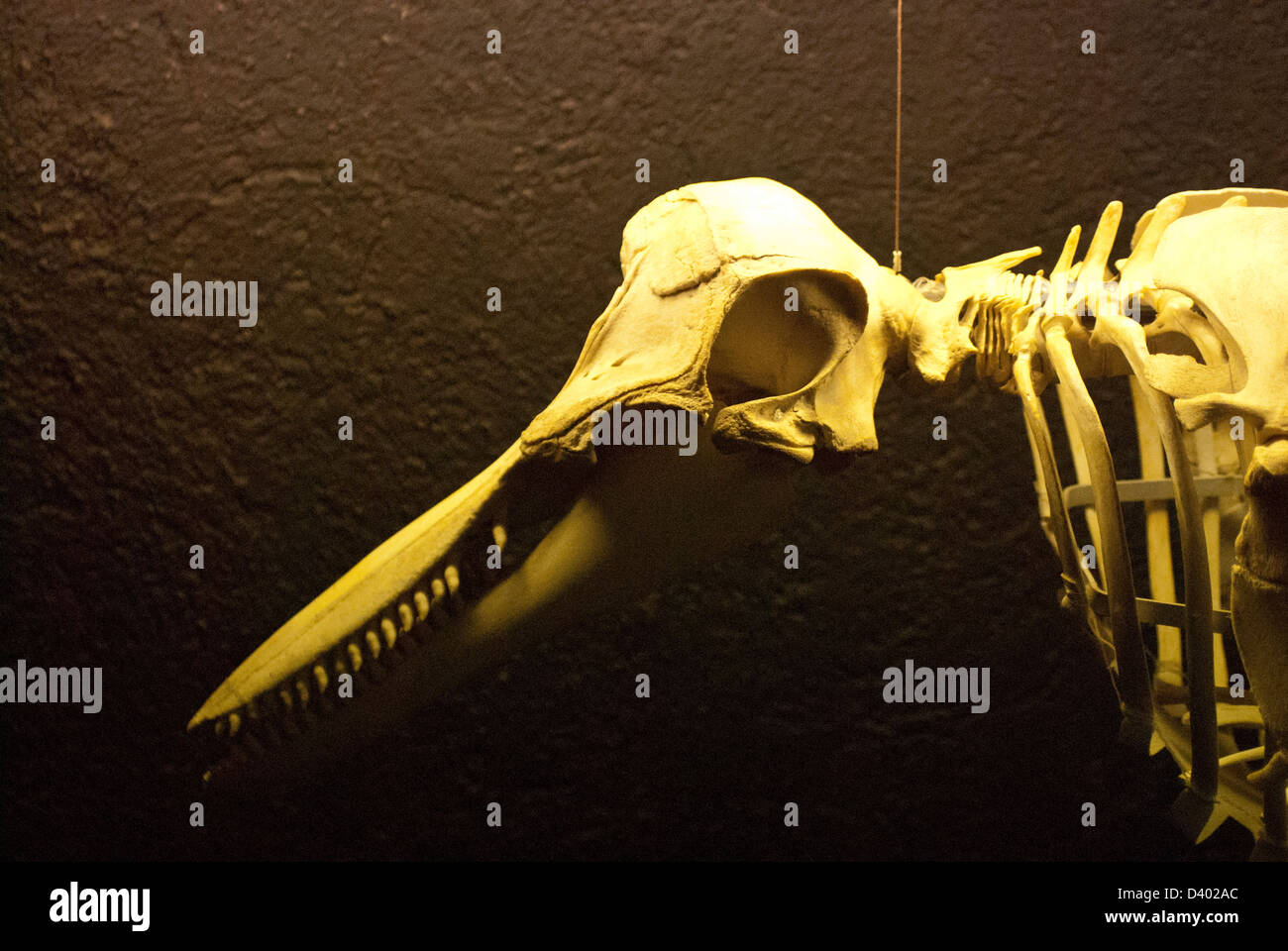 Skeleton of dolphin Stock Photo - Alamy
