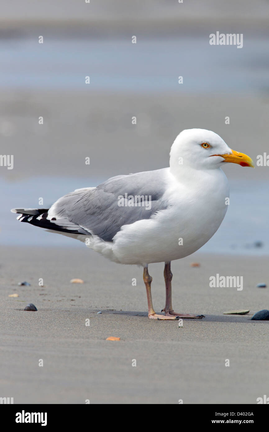 European Herring Gull (Larus argentatus) on beach along the North Sea ...