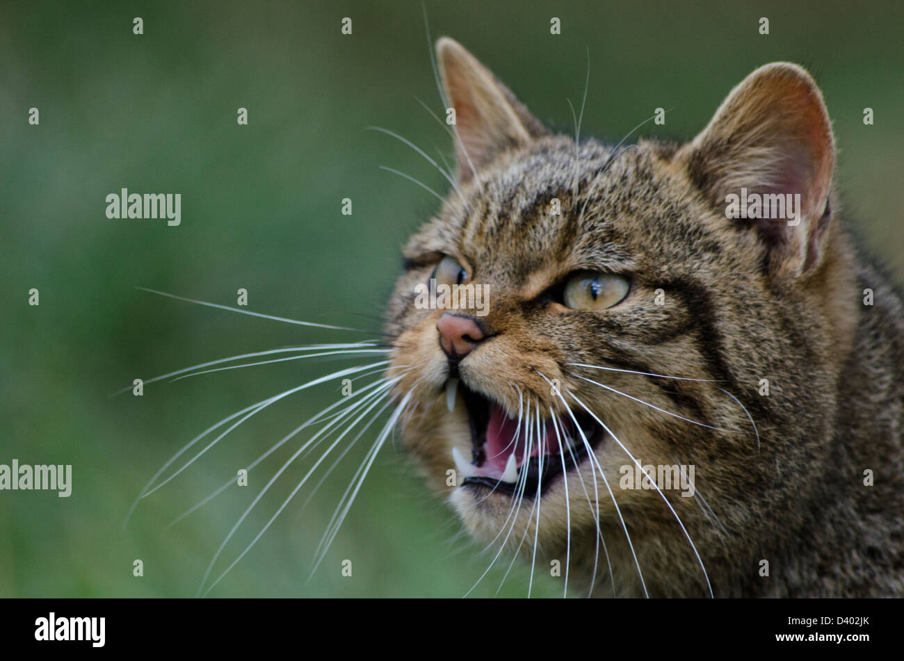 Snarling Scottish Wildcat Stock Photo - Alamy