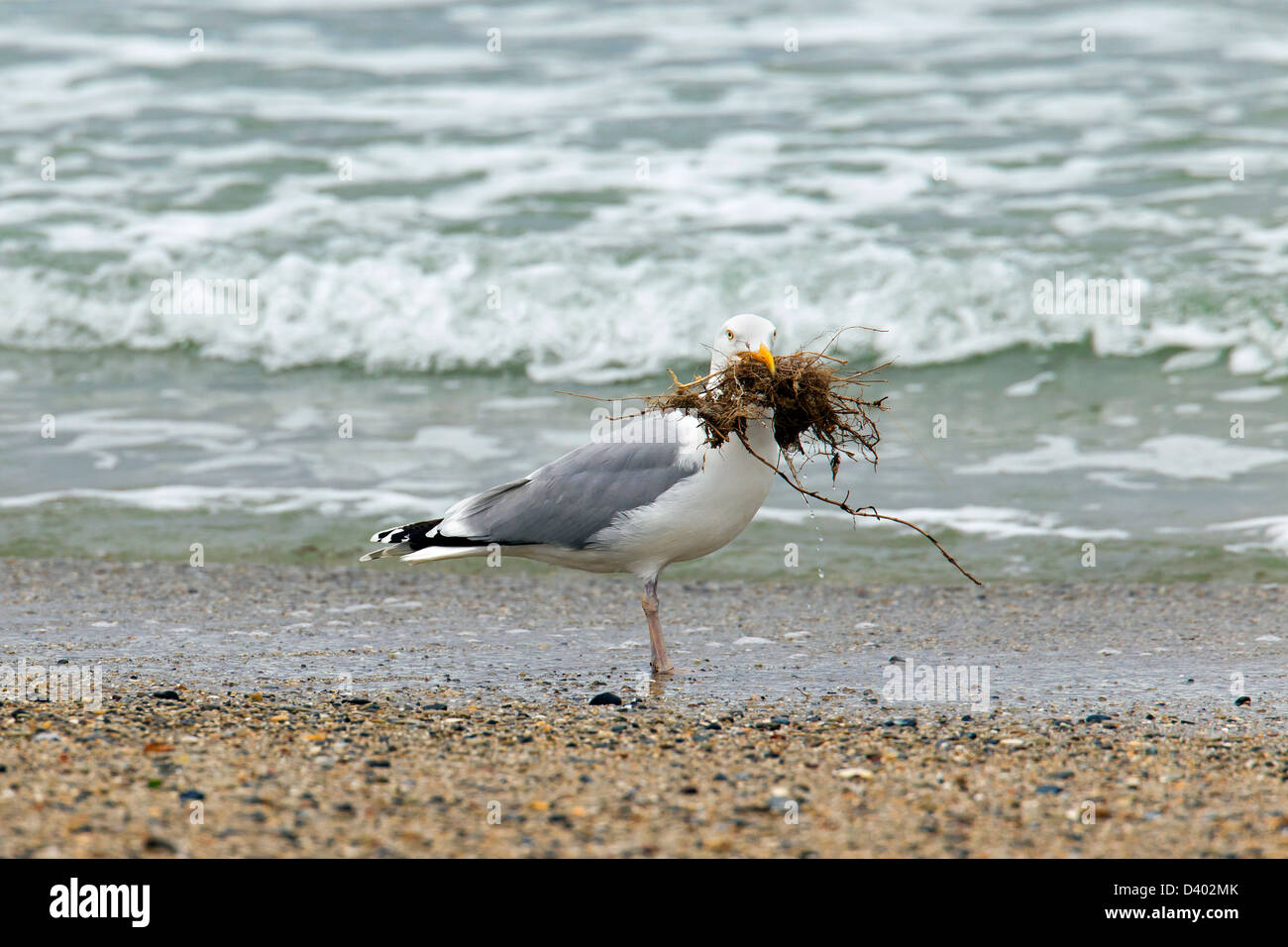 Uk beach nesting birds hi-res stock photography and images - Alamy