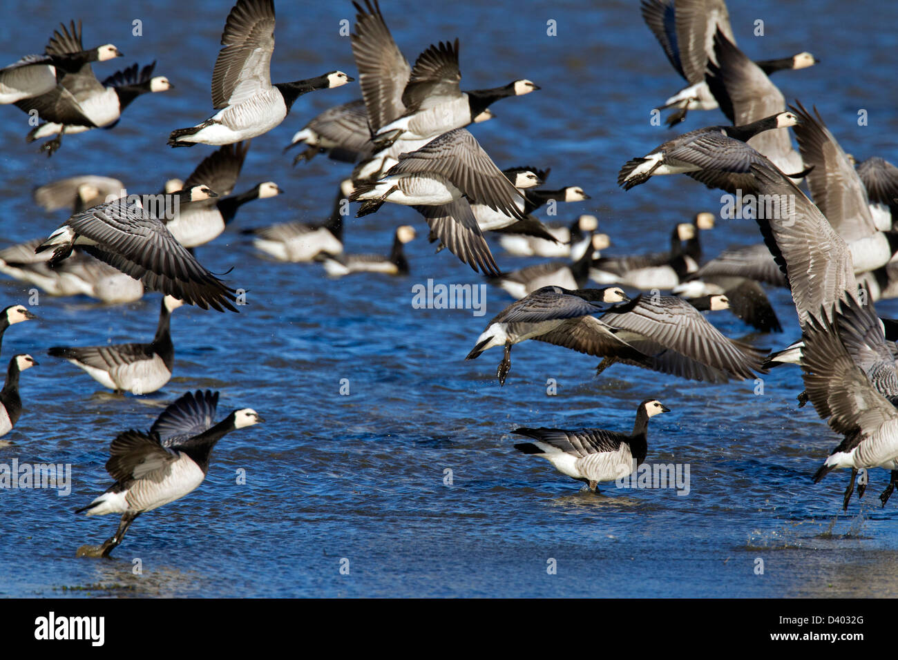 Flock of Barnacle Geese (Branta leucopsis) taking off from lake Stock ...