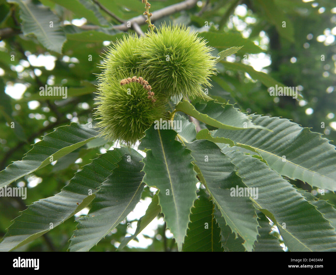 Castanea vulgaris hi-res stock photography and images - Alamy
