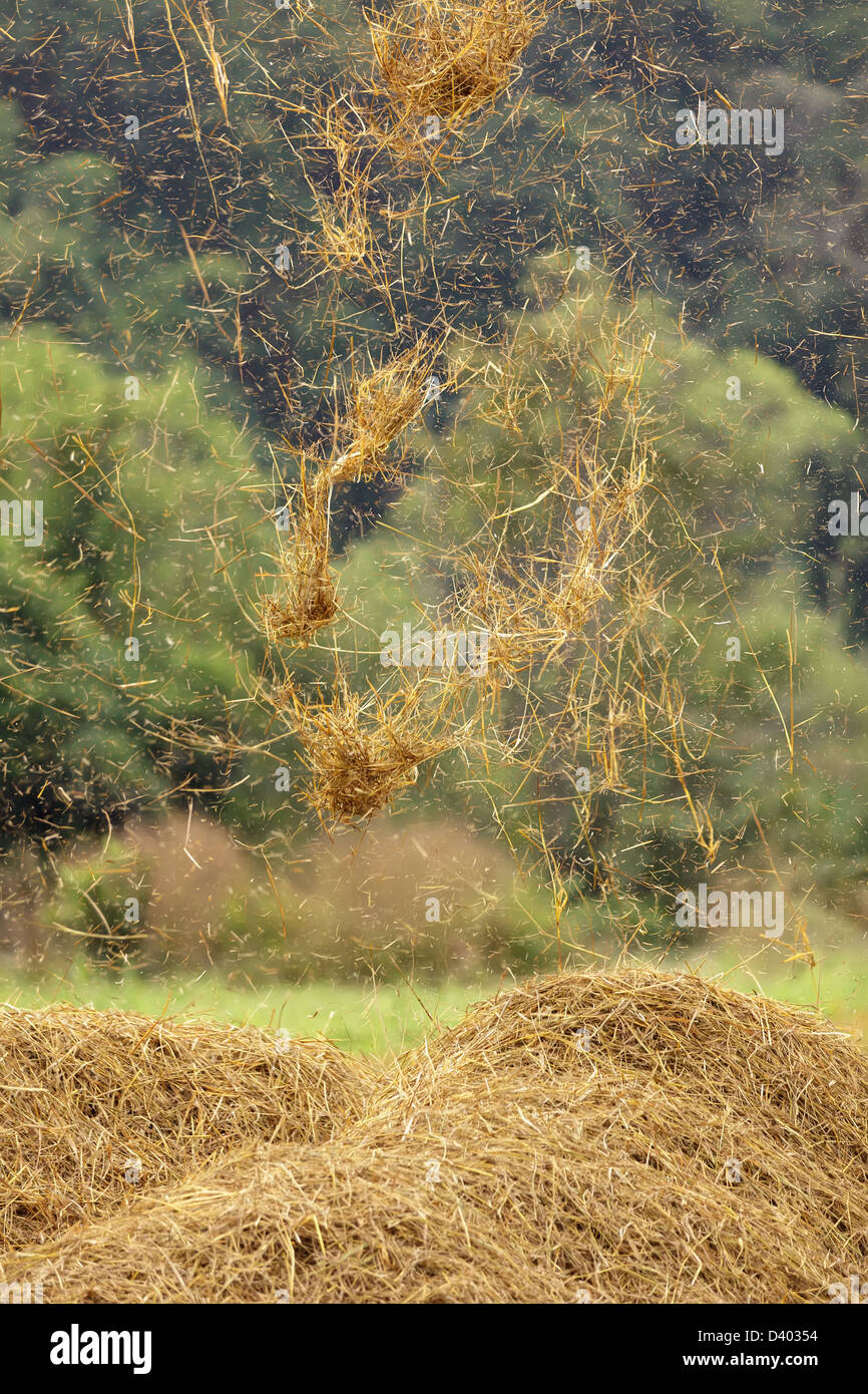 Flying straw falling in the field Stock Photo - Alamy