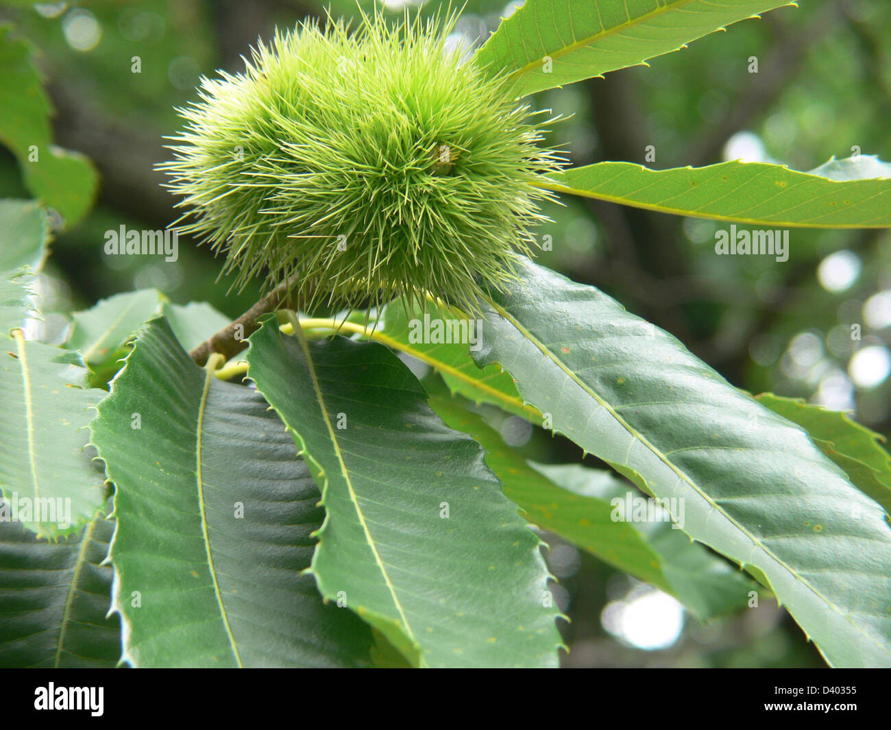 Castanea vulgaris hi-res stock photography and images - Alamy