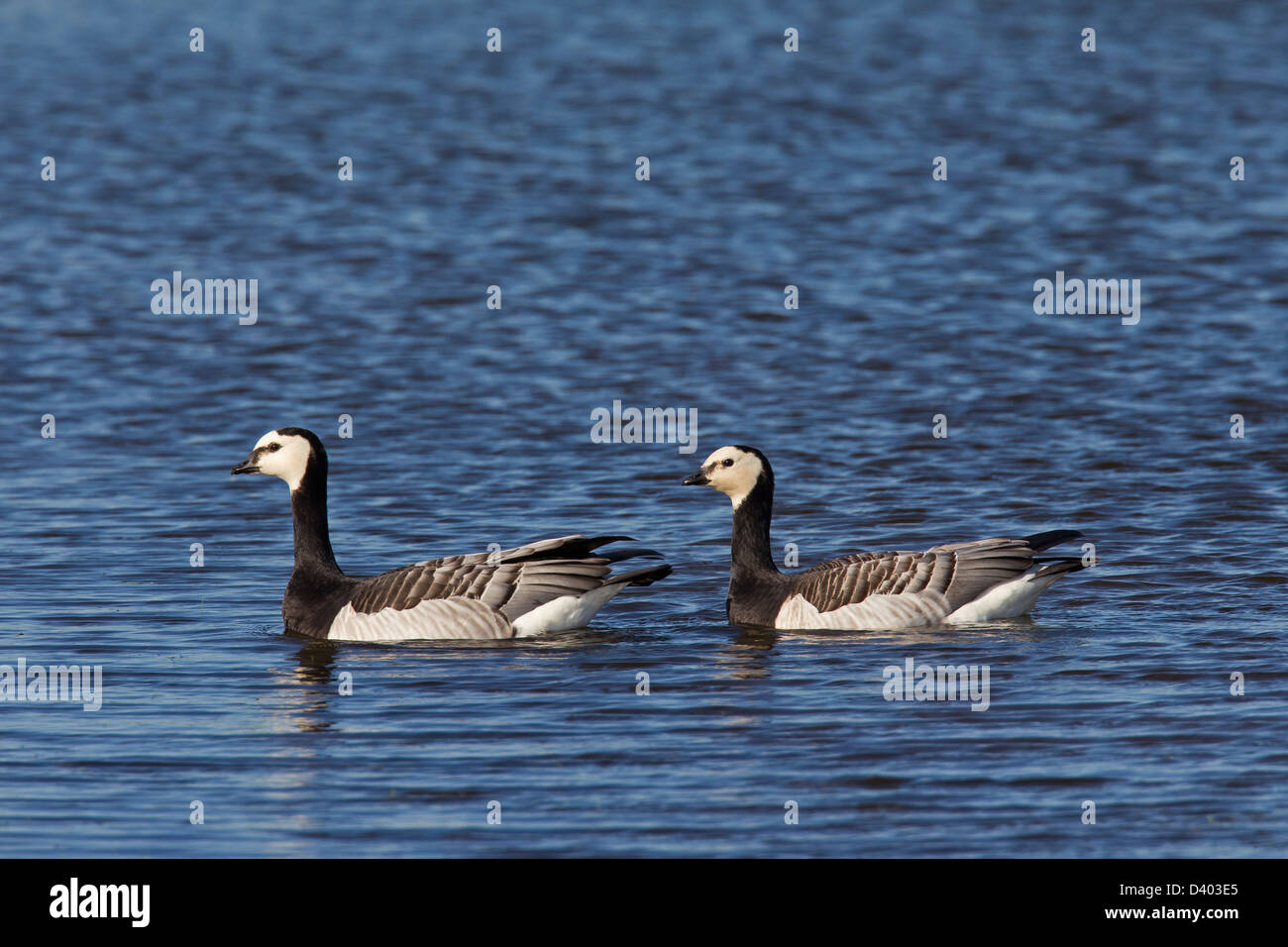 Two Barnacle Geese (Branta leucopsis) swimming in lake Stock Photo - Alamy