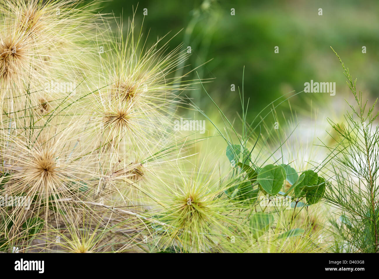 Tropical field hi-res stock photography and images - Alamy
