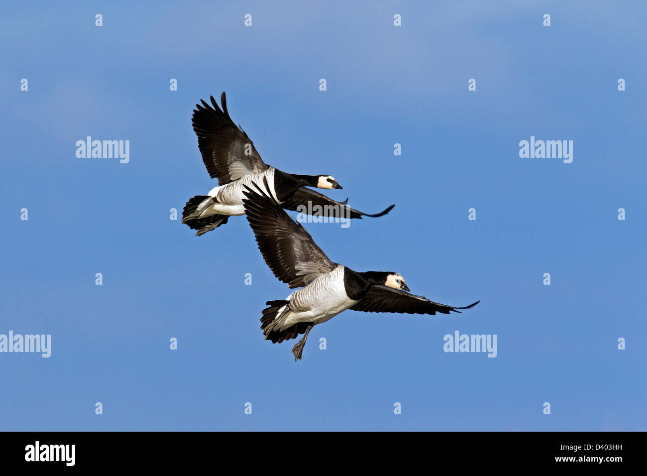 Two Barnacle Geese (Branta leucopsis) landing with wings spread Stock ...
